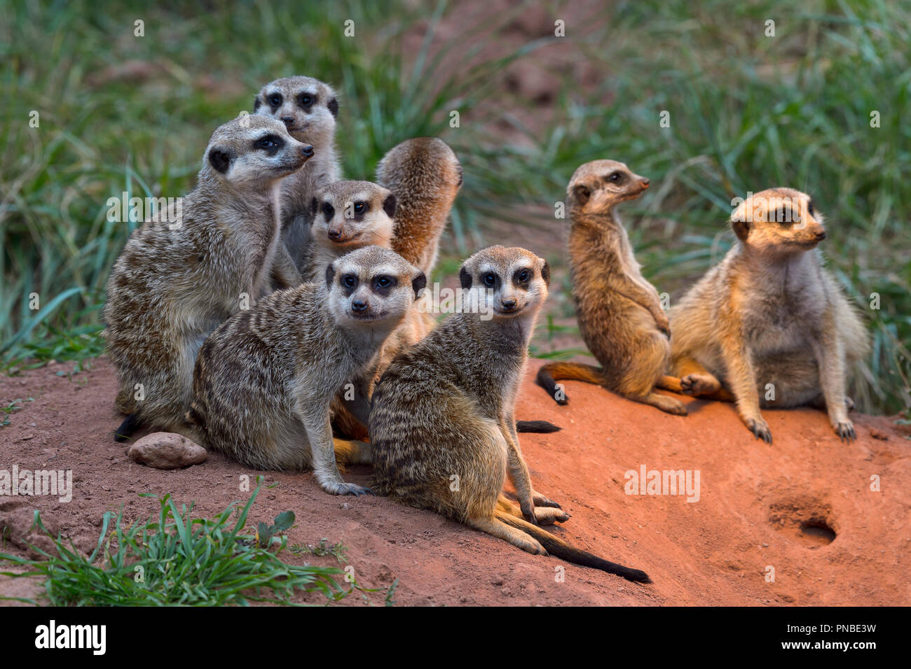 Suricata group hi-res stock photography and images - Alamy