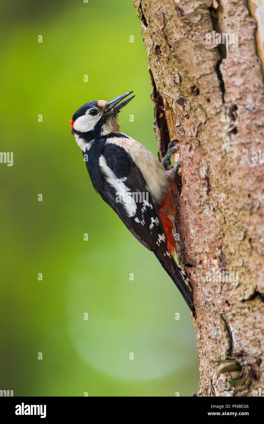 Great Spotted Woodpecker, Dendrocopos major, at the Nesting Hole ...