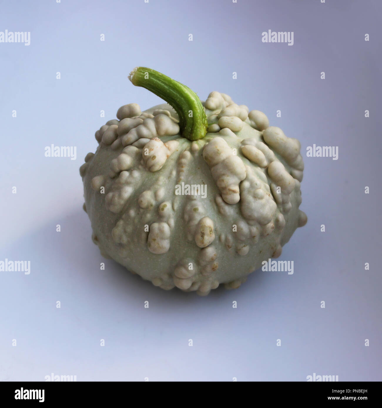 one small decorative white pumpkin covered with pimples lies on the ...