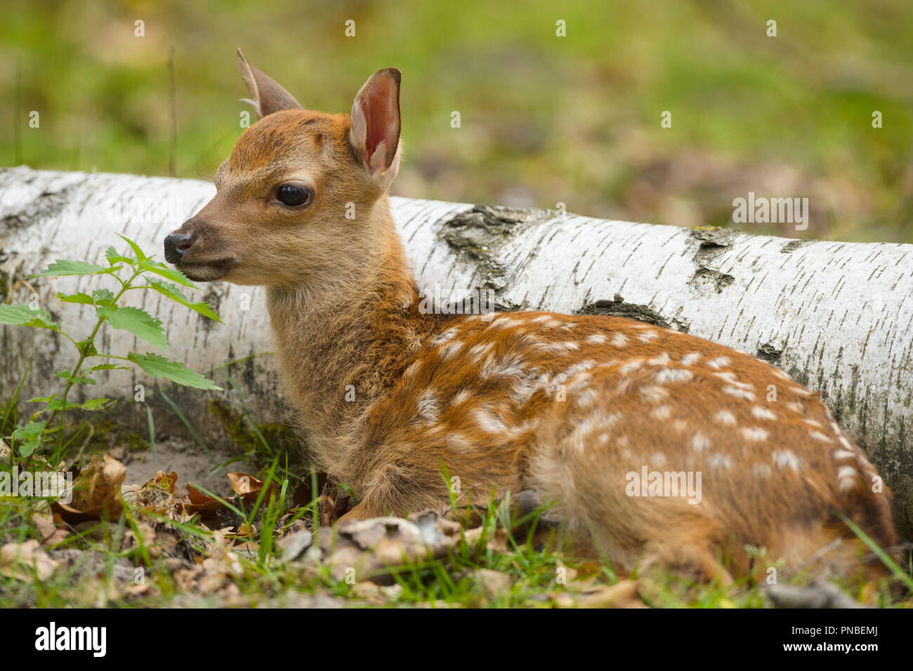 Baby Sika Deer Adey A On X: "Sika Deer Calf Sitting Tightly In Long