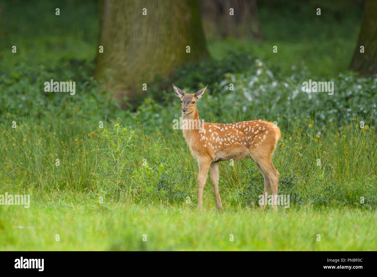 Cervus elaphus baby hi-res stock photography and images - Alamy