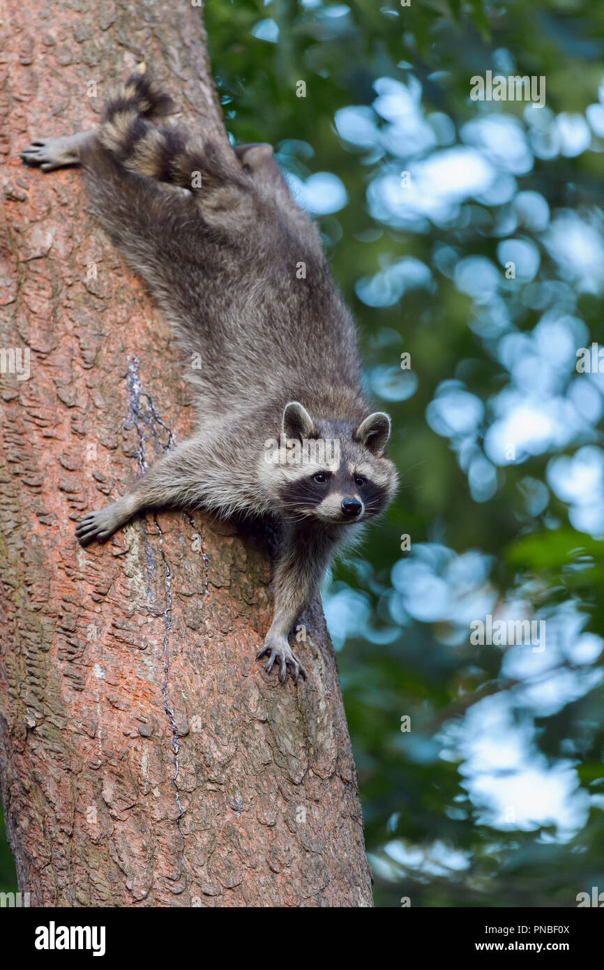 Raccoon, Procyon lotor, Climbing on Tree Stock Photo - Alamy