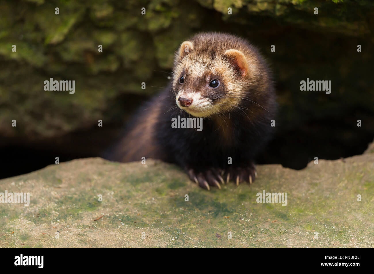 Polecat ferret hi-res stock photography and images - Alamy