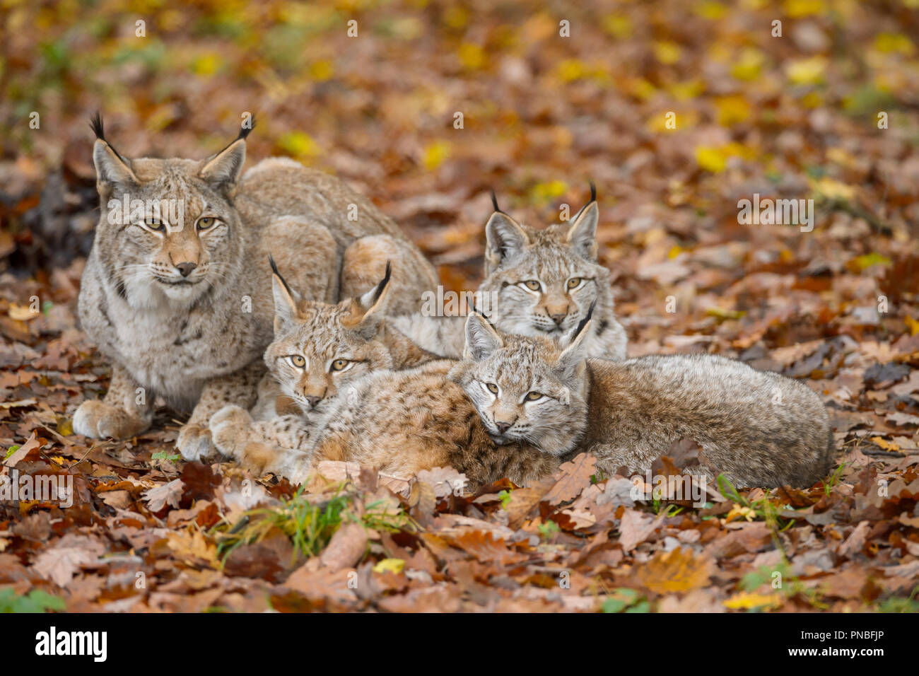 Lynx lynx hi-res stock photography and images - Alamy