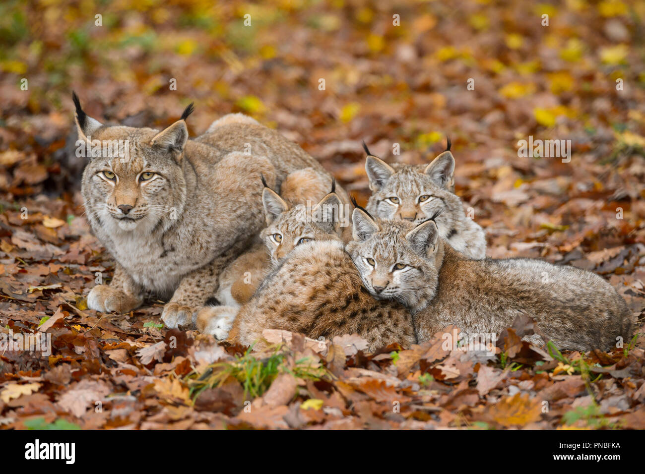 Eurasian Lynx, Lynx lynx, Female with Three Kittens, Germany, Europe ...