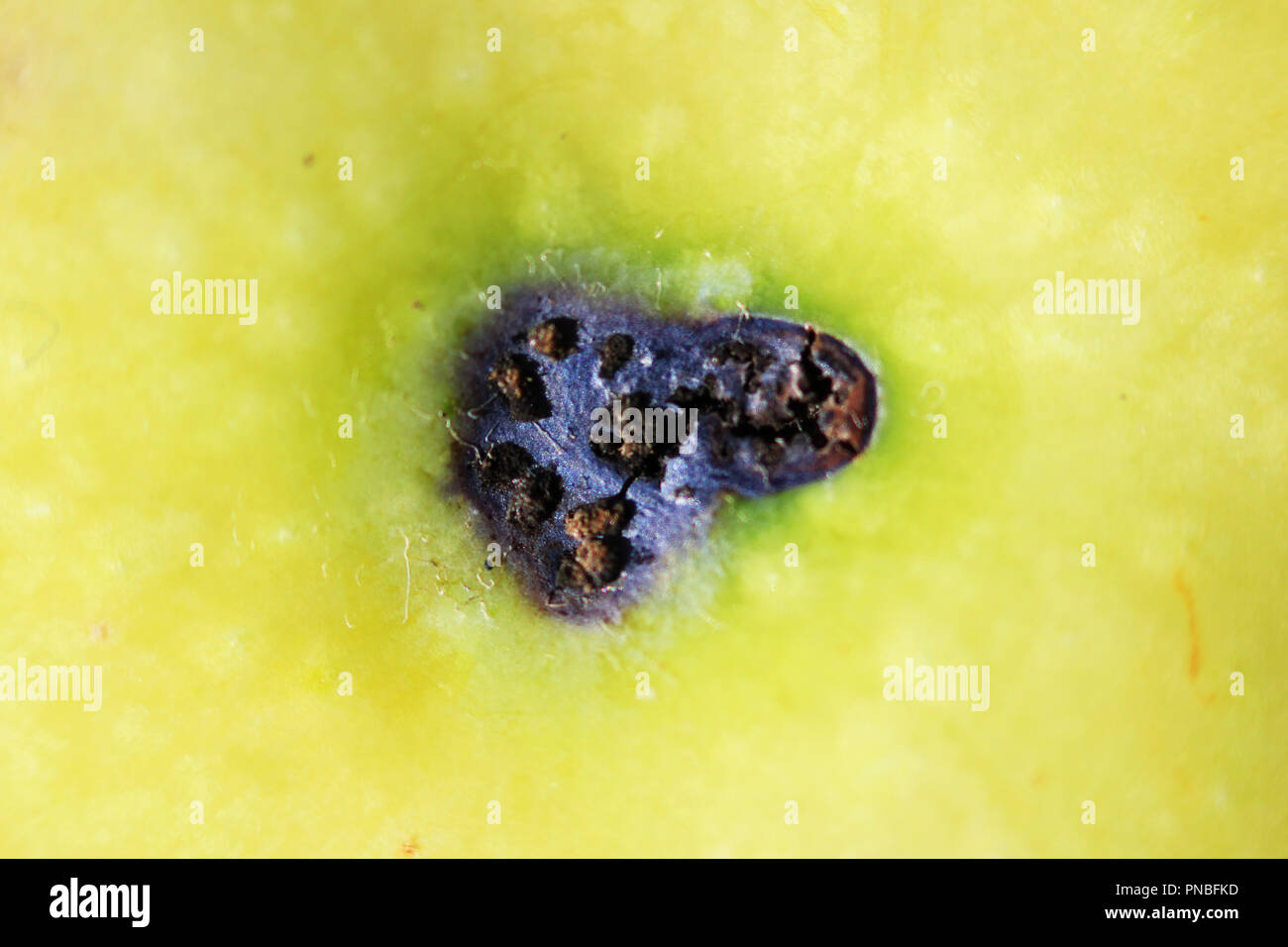 a trace of apple worms on the skin. macro photography. source of ...
