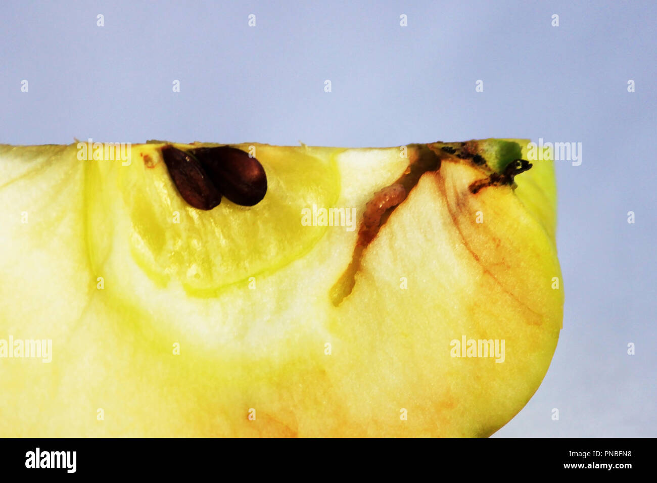 Larva trace hi-res stock photography and images - Alamy