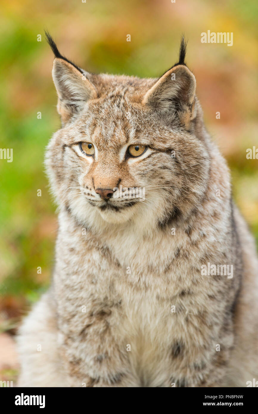 Eurasian Lynx, Lynx lynx, Kitten in Autumn, Germany, Europe Stock Photo ...