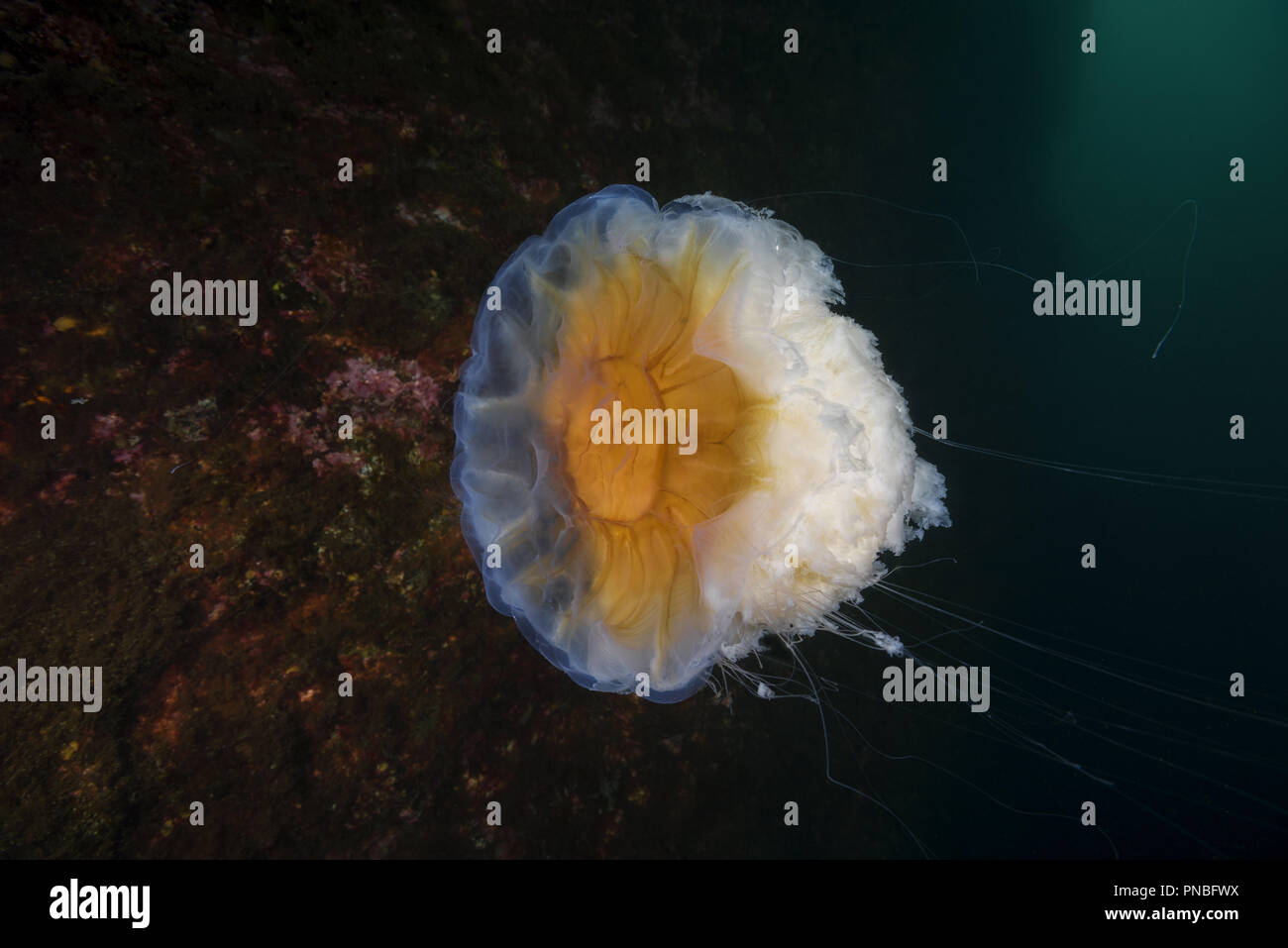 Cyanea arctica hi-res stock photography and images - Alamy
