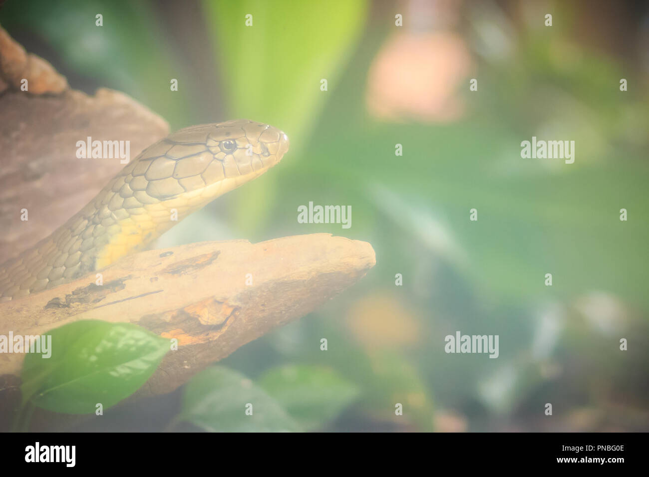 King Cobra Habitat Diorama
