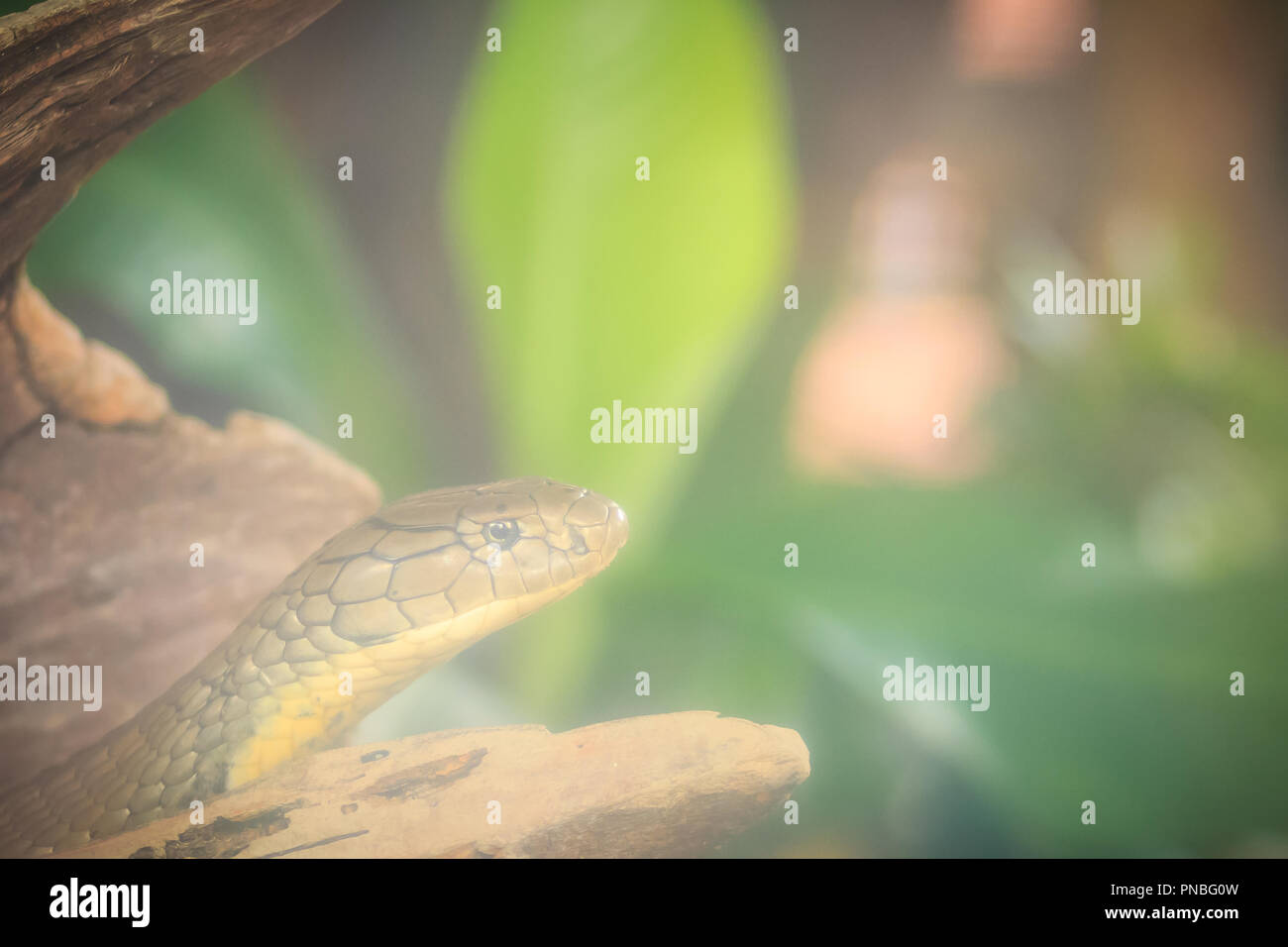 The king cobra (Ophiophagus hannah), also known as hamadryad, is a ...