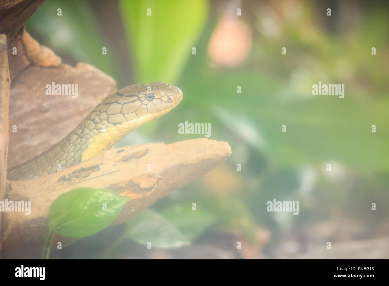 The king cobra (Ophiophagus hannah), also known as hamadryad, is a ...