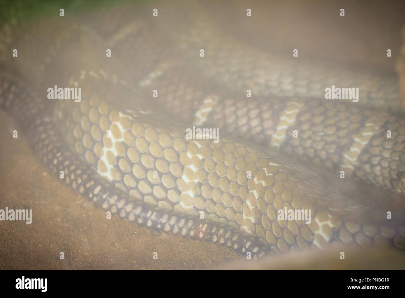 The king cobra (Ophiophagus hannah), also known as hamadryad, is a ...