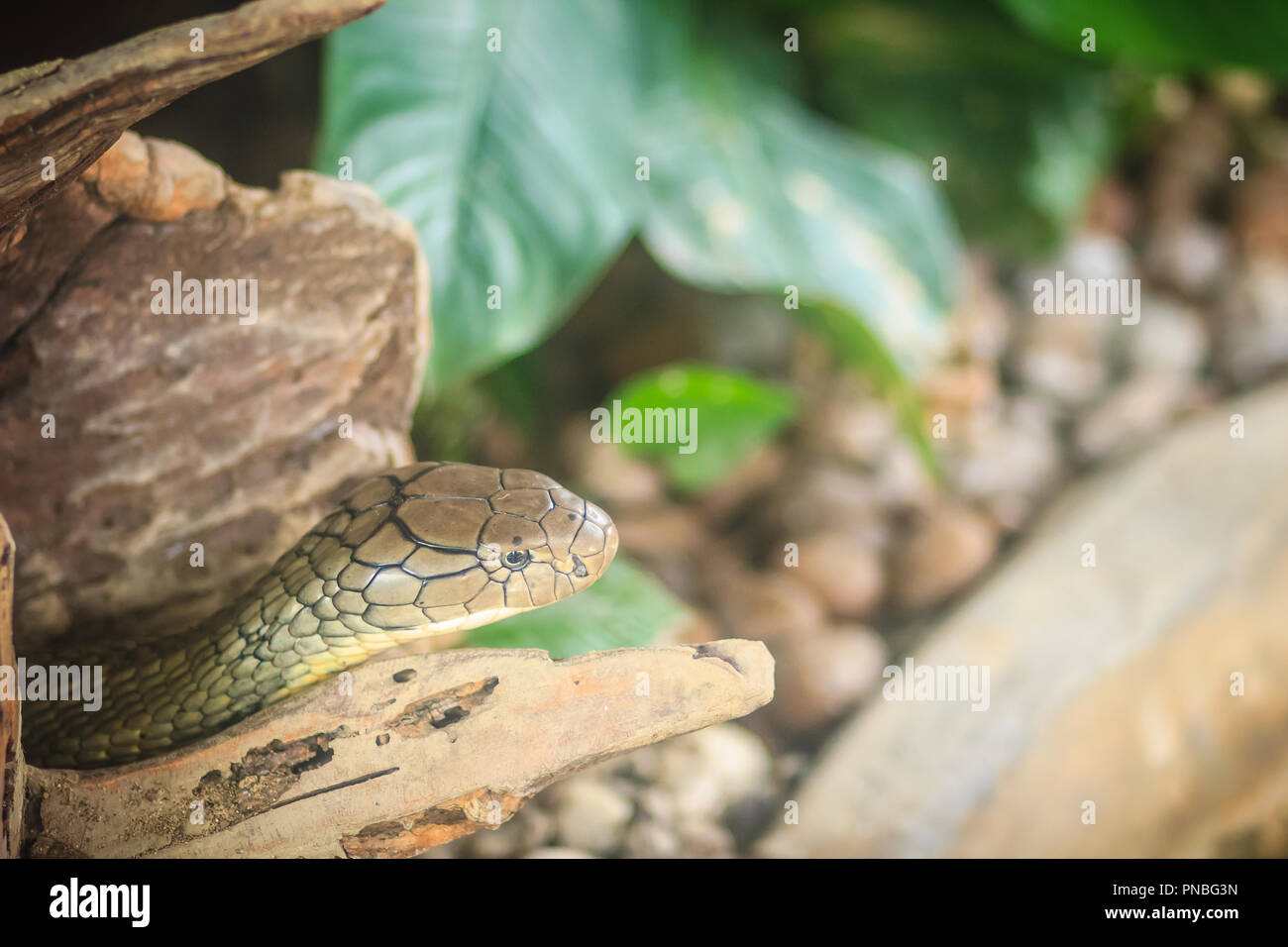 The king cobra (Ophiophagus hannah), also known as hamadryad, is a ...