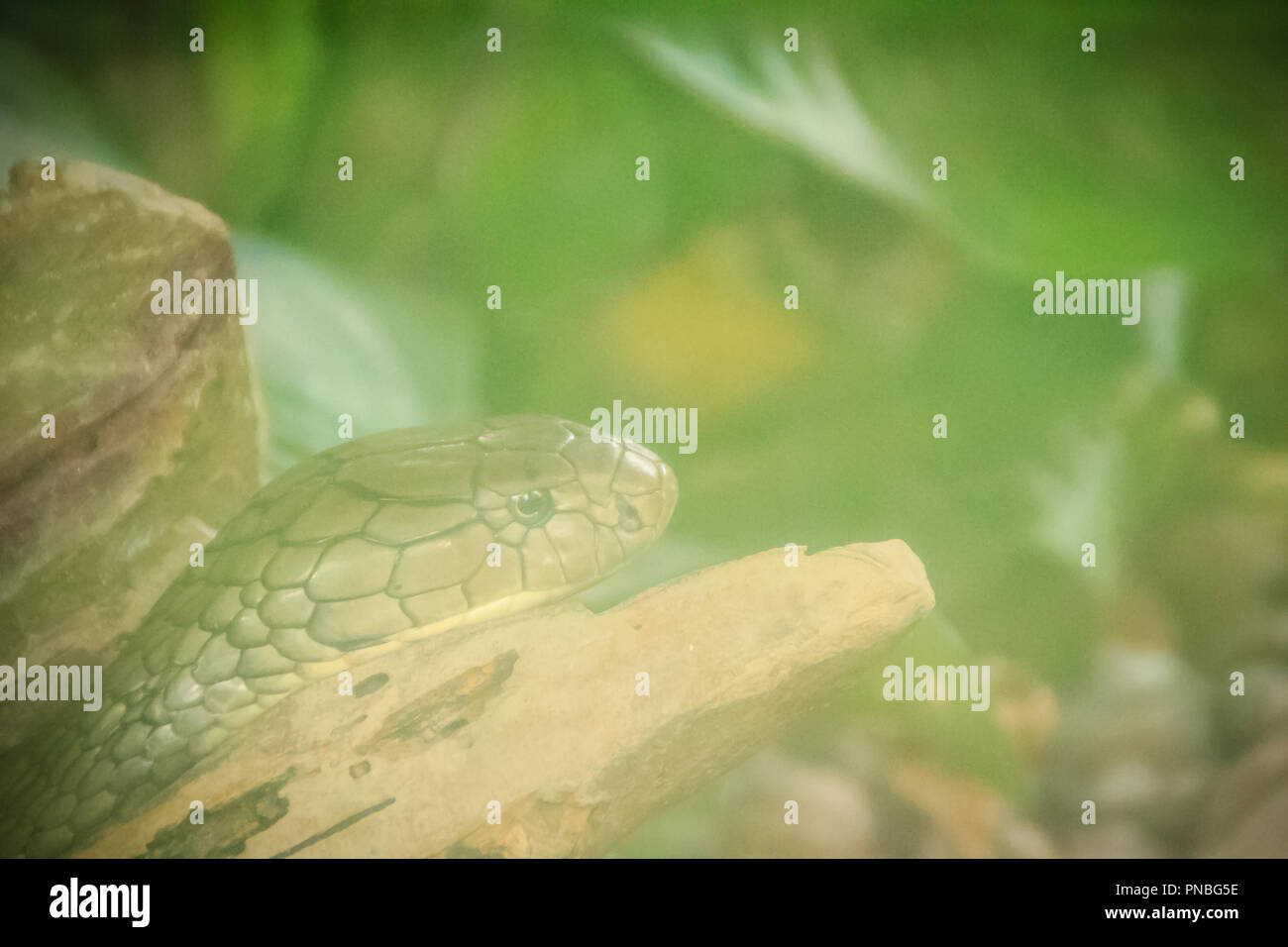 The king cobra (Ophiophagus hannah), also known as hamadryad, is a ...