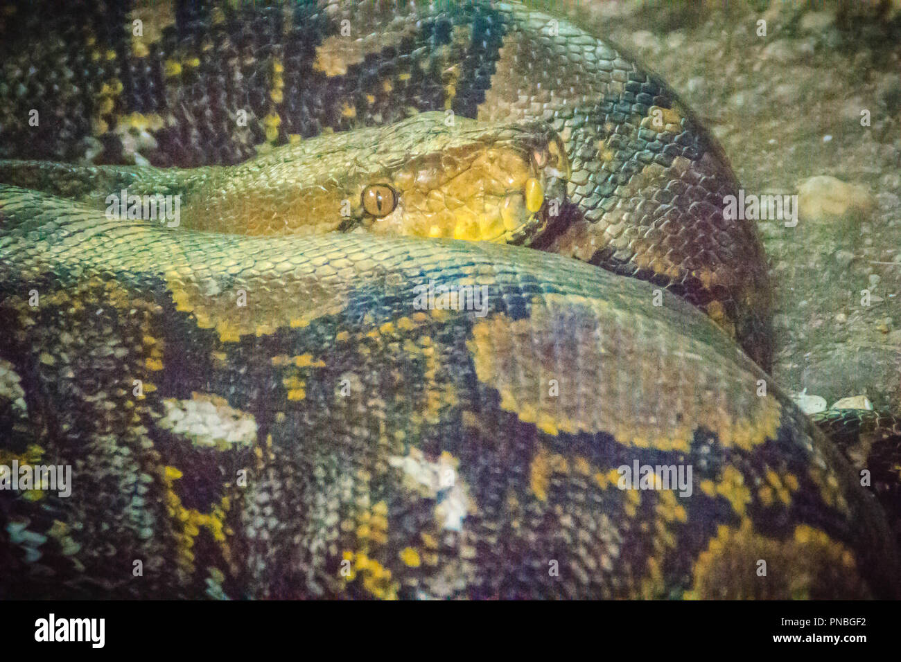 The reticulated python (Python reticulatus) is a species of python ...