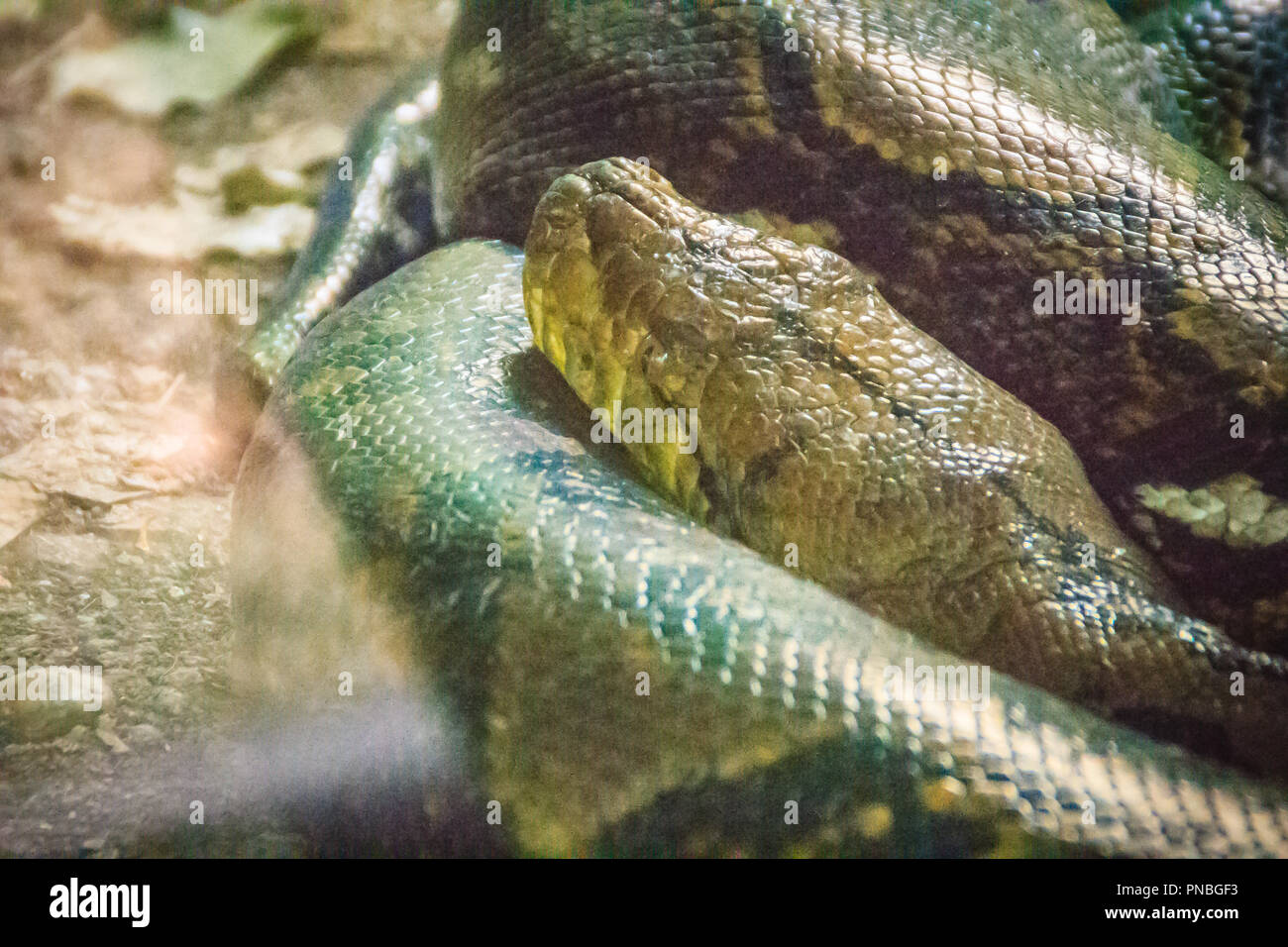 The reticulated python (Python reticulatus) is a species of python ...