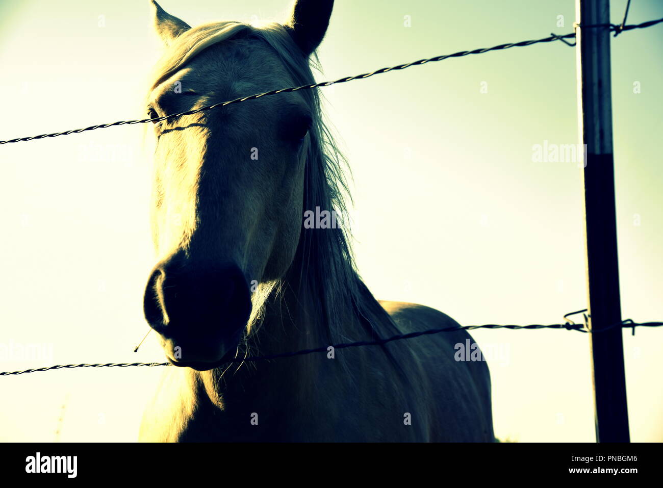 Legs behind ears hi-res stock photography and images - Alamy