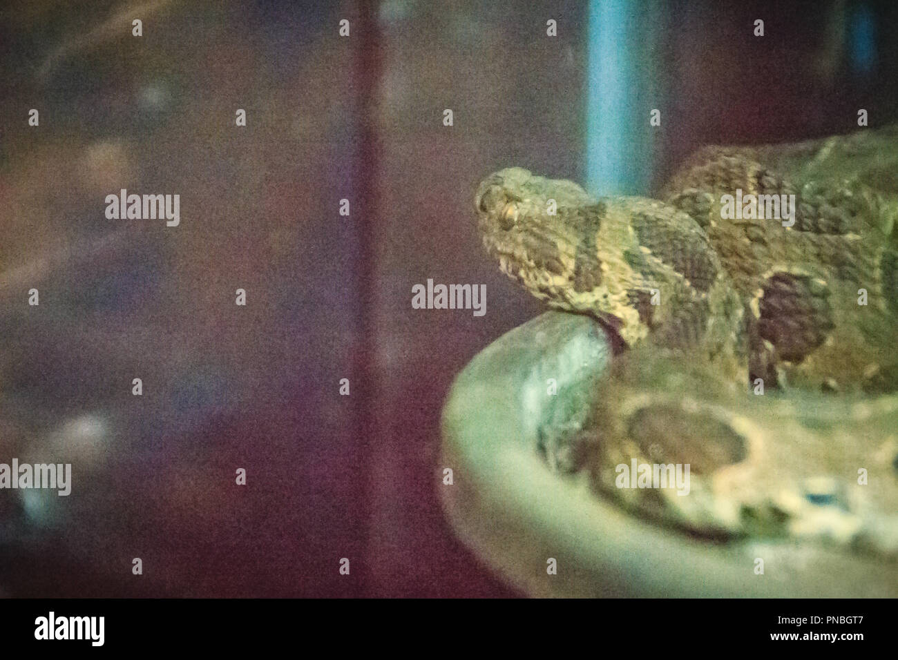 Very dangerous malayan pit viper hi-res stock photography and images ...