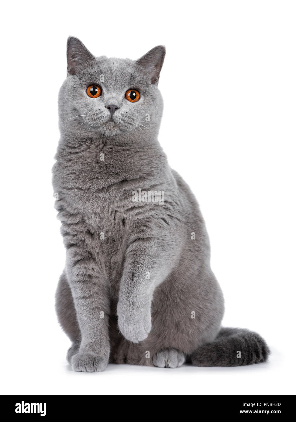 Sweet young adult solid blue British Shorthair cat kitten sitting up ...