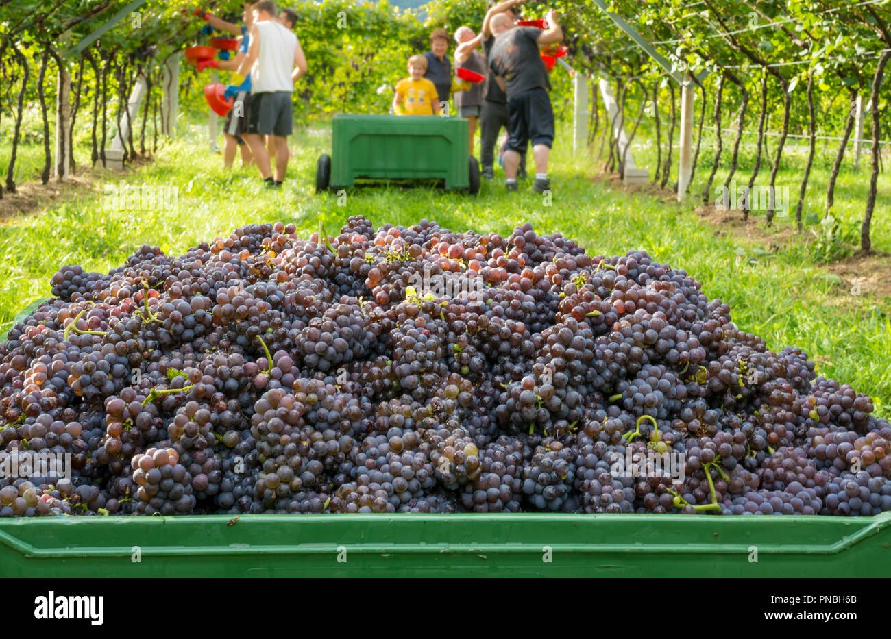 Grape harvest hi-res stock photography and images - Alamy