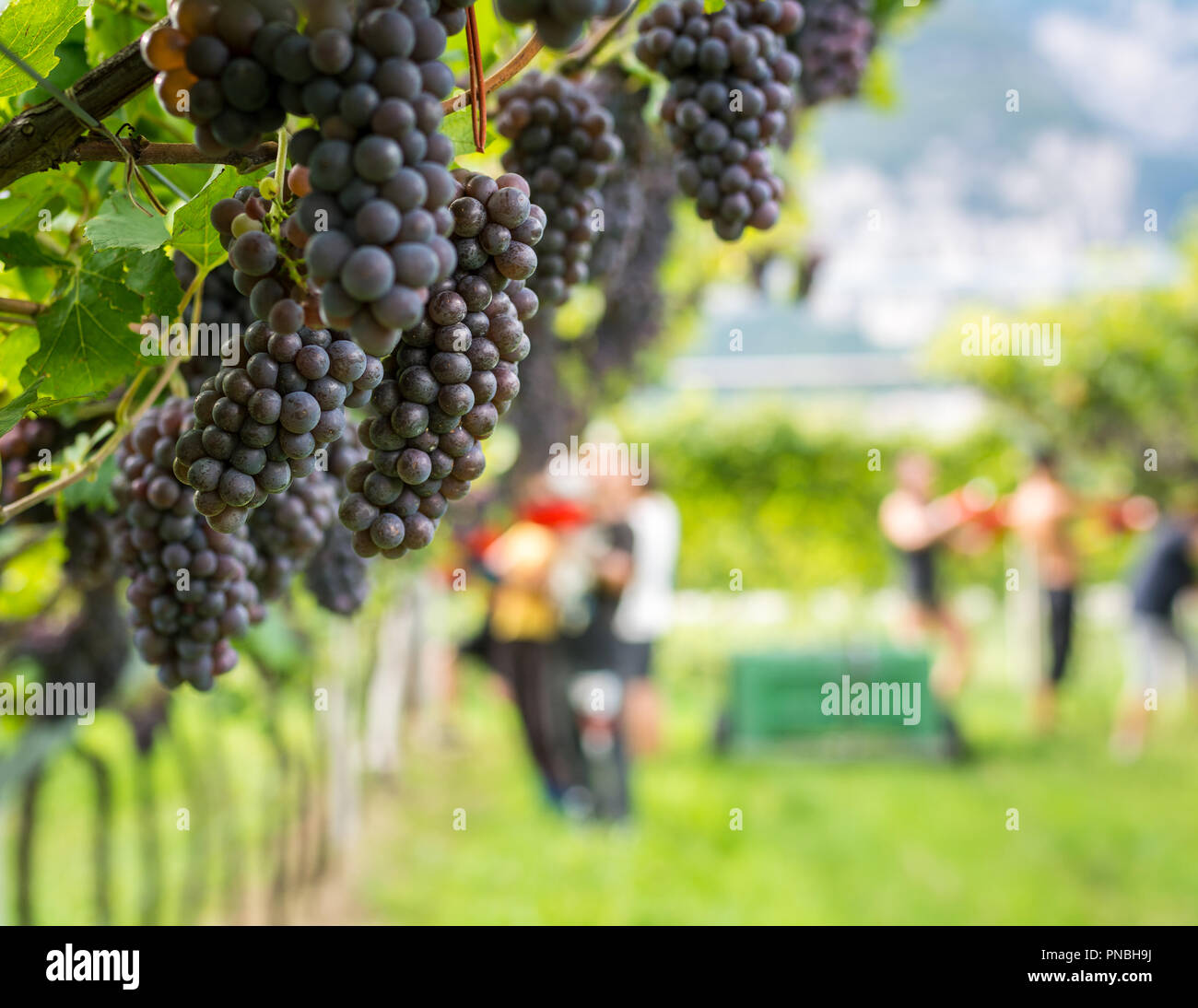 Grape harvester at the grape harvest hi-res stock photography and ...