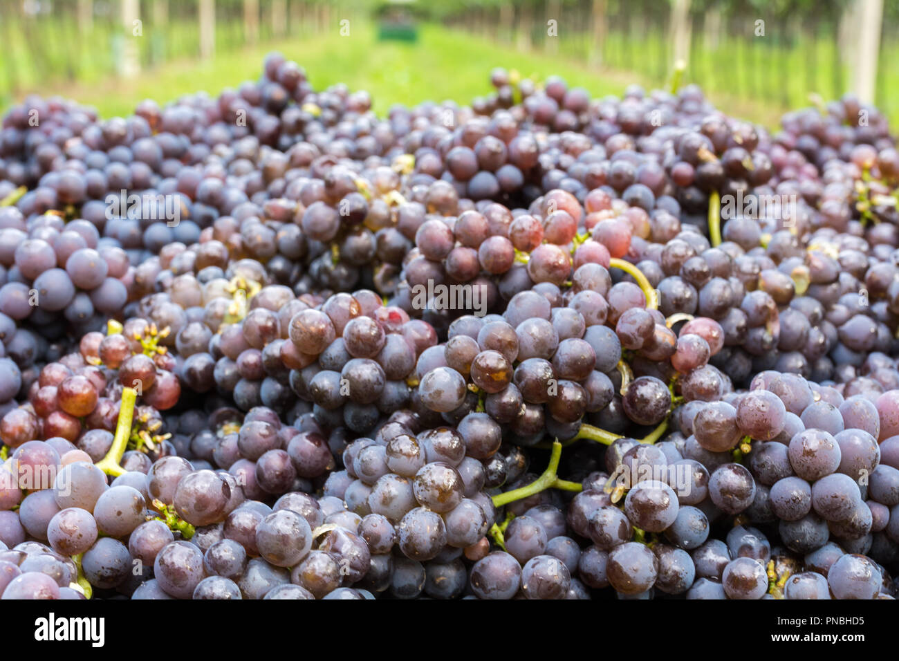 Pinot grigio trentino hi-res stock photography and images - Alamy