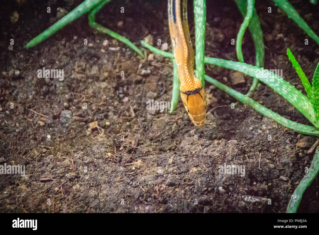 The radiated ratsnake, copperhead rat snake, or copper-headed trinket ...