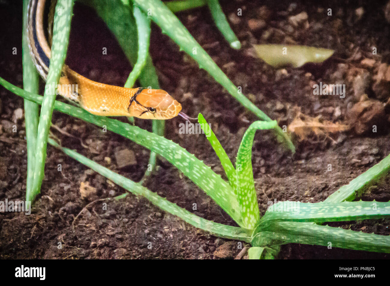 The radiated ratsnake, copperhead rat snake, or copper-headed trinket ...