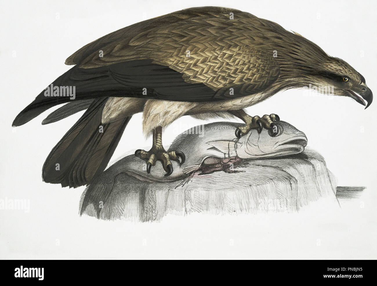 eagle species illustration Stock Photo - Alamy