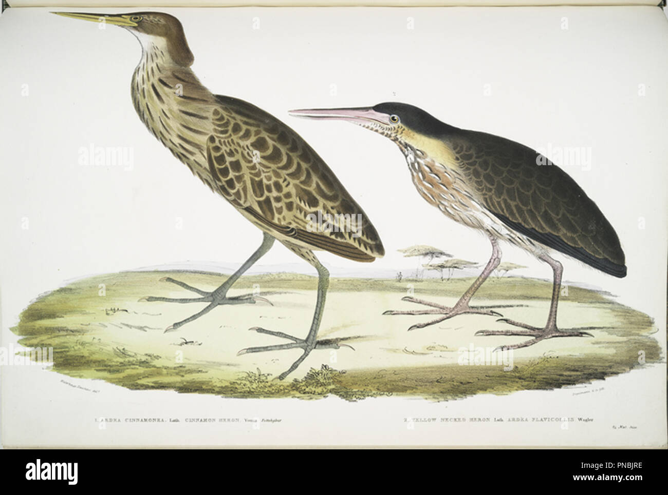 water birds illustration Stock Photo - Alamy