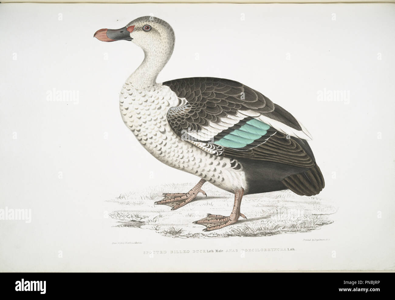 Swan theatre drawing hi-res stock photography and images - Alamy