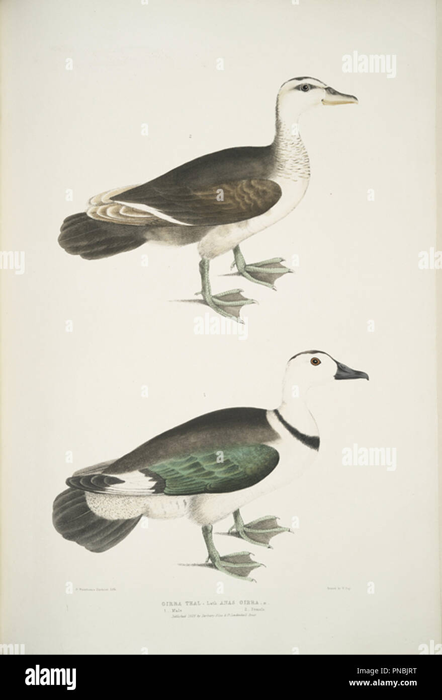 Swan theatre drawing hi-res stock photography and images - Alamy