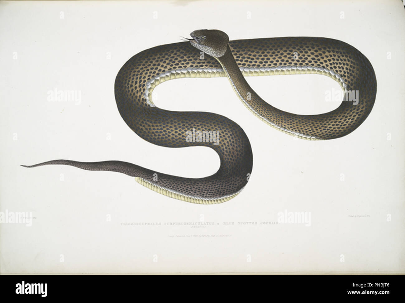 Vintage snake illustration hi-res stock photography and images - Alamy