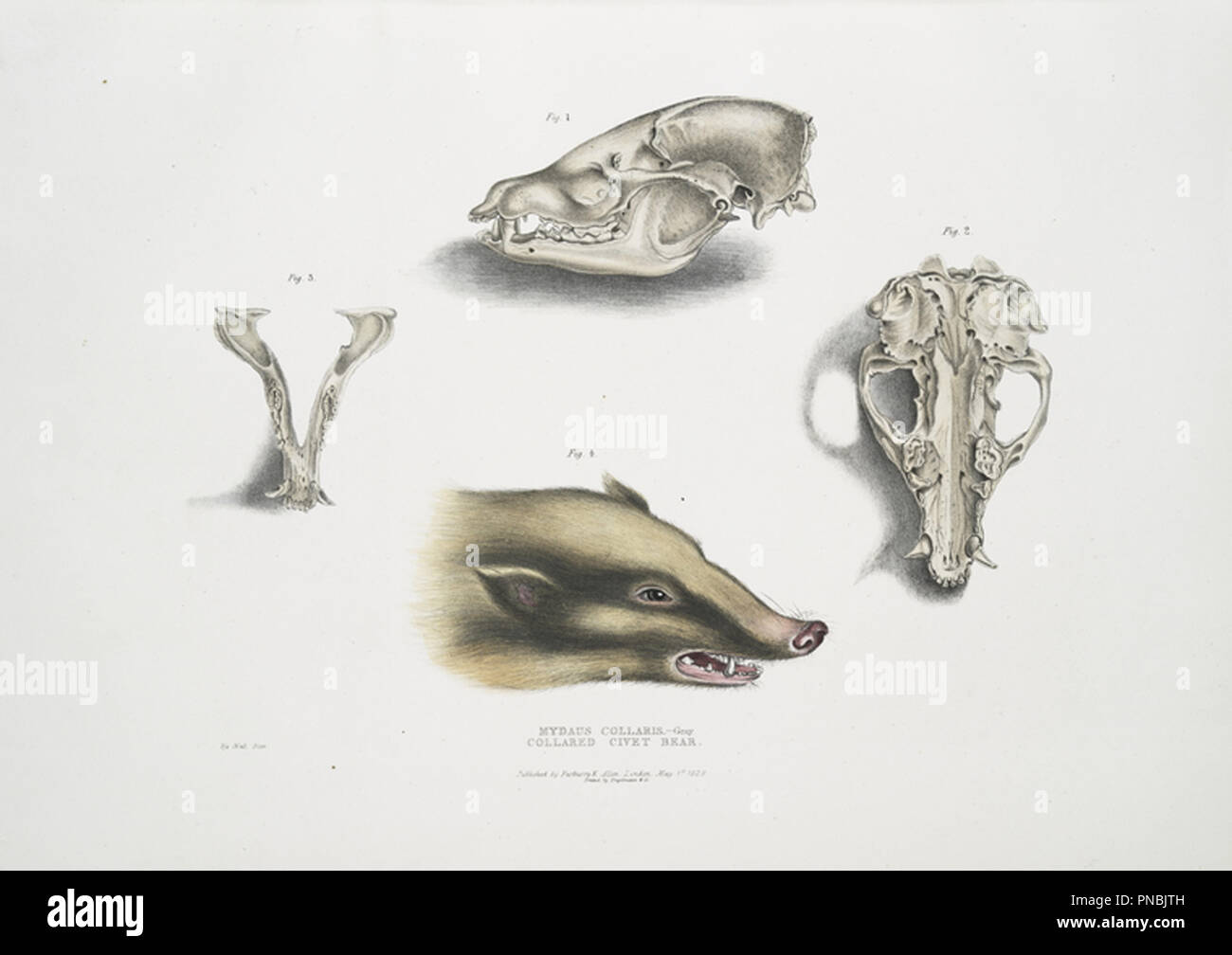 Badger skull hi-res stock photography and images - Alamy