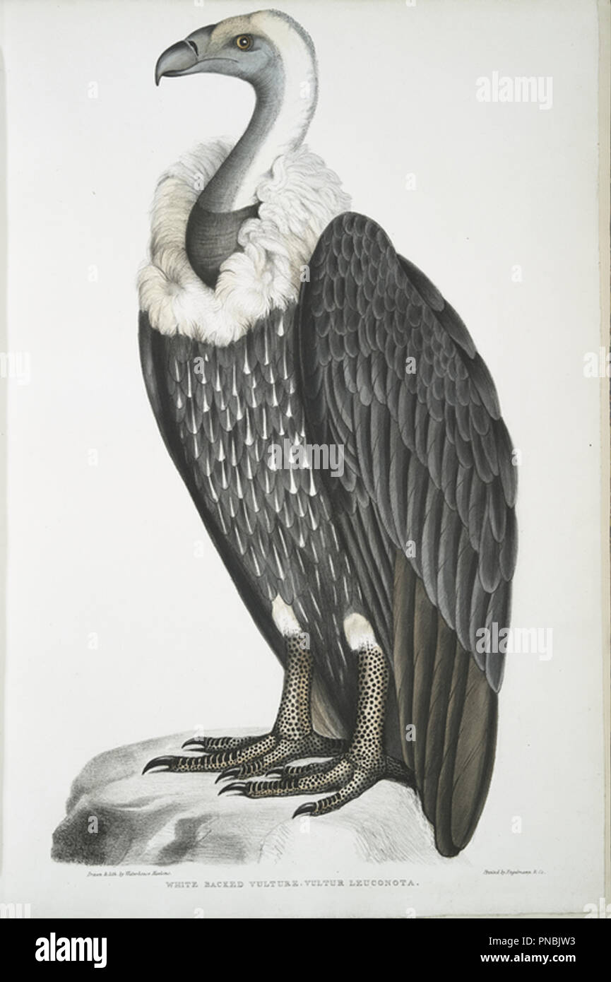 Vulture illustration hi-res stock photography and images - Alamy
