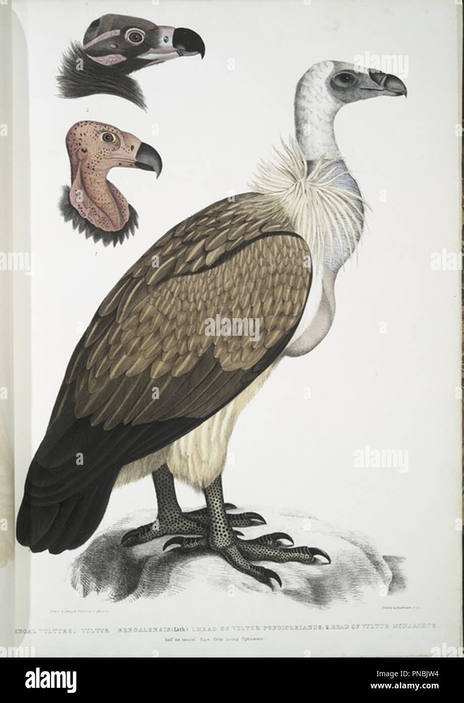Vulture illustration hi-res stock photography and images - Alamy