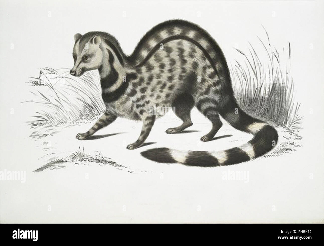 Ocelot Baby High Resolution Stock Photography and Images - Alamy