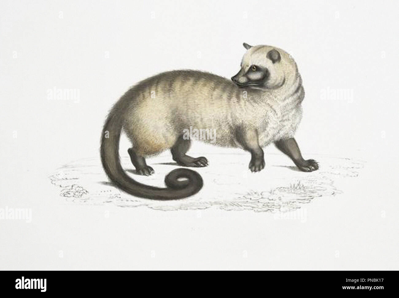 Polecat Face High Resolution Stock Photography and Images - Alamy