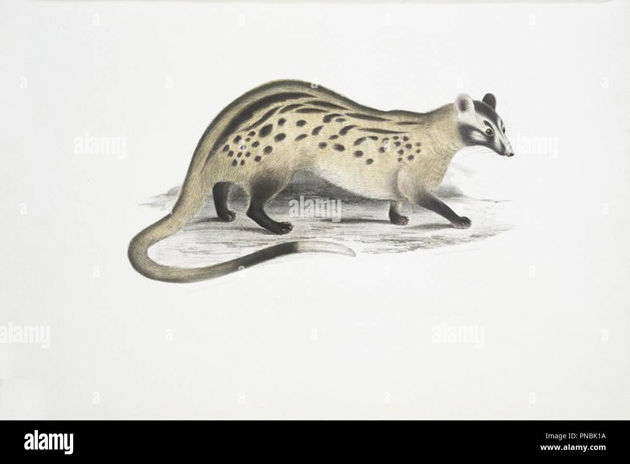 Ocelot Baby High Resolution Stock Photography and Images - Alamy