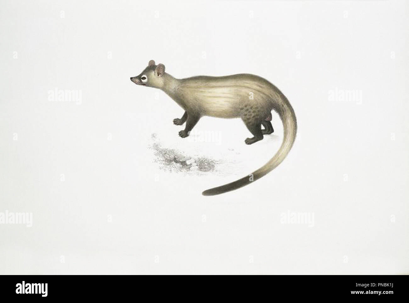 Ocelot Baby High Resolution Stock Photography and Images - Alamy