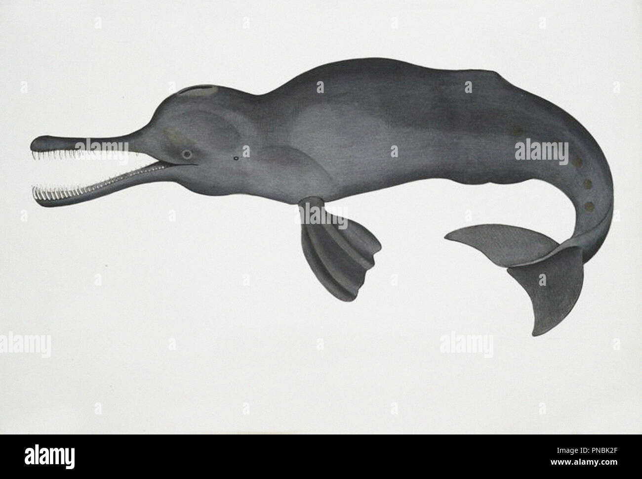 Dolphin Illustration Vintage High Resolution Stock Photography and ...