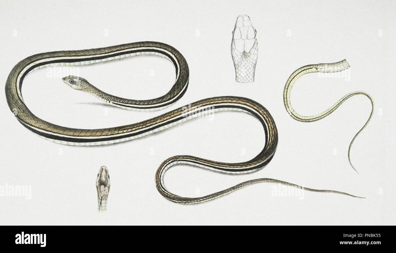 Snake Illustration High Resolution Stock Photography and Images - Alamy
