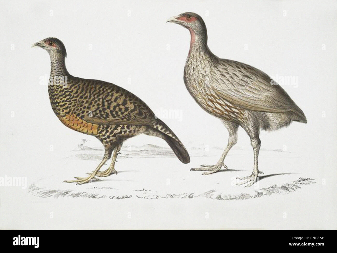 Hunt Partridge High Resolution Stock Photography and Images - Alamy