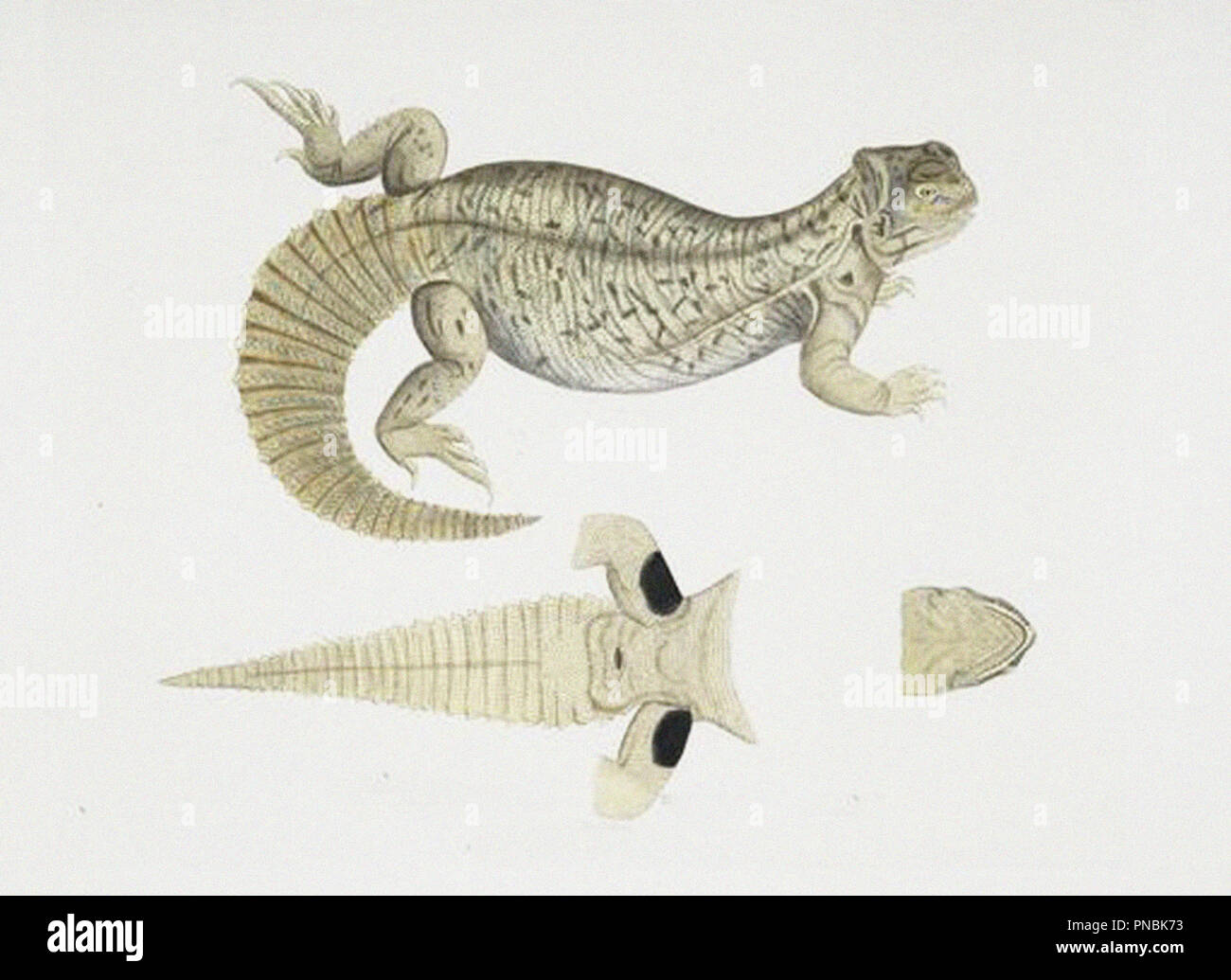 Lizard Illustration High Resolution Stock Photography and Images - Alamy