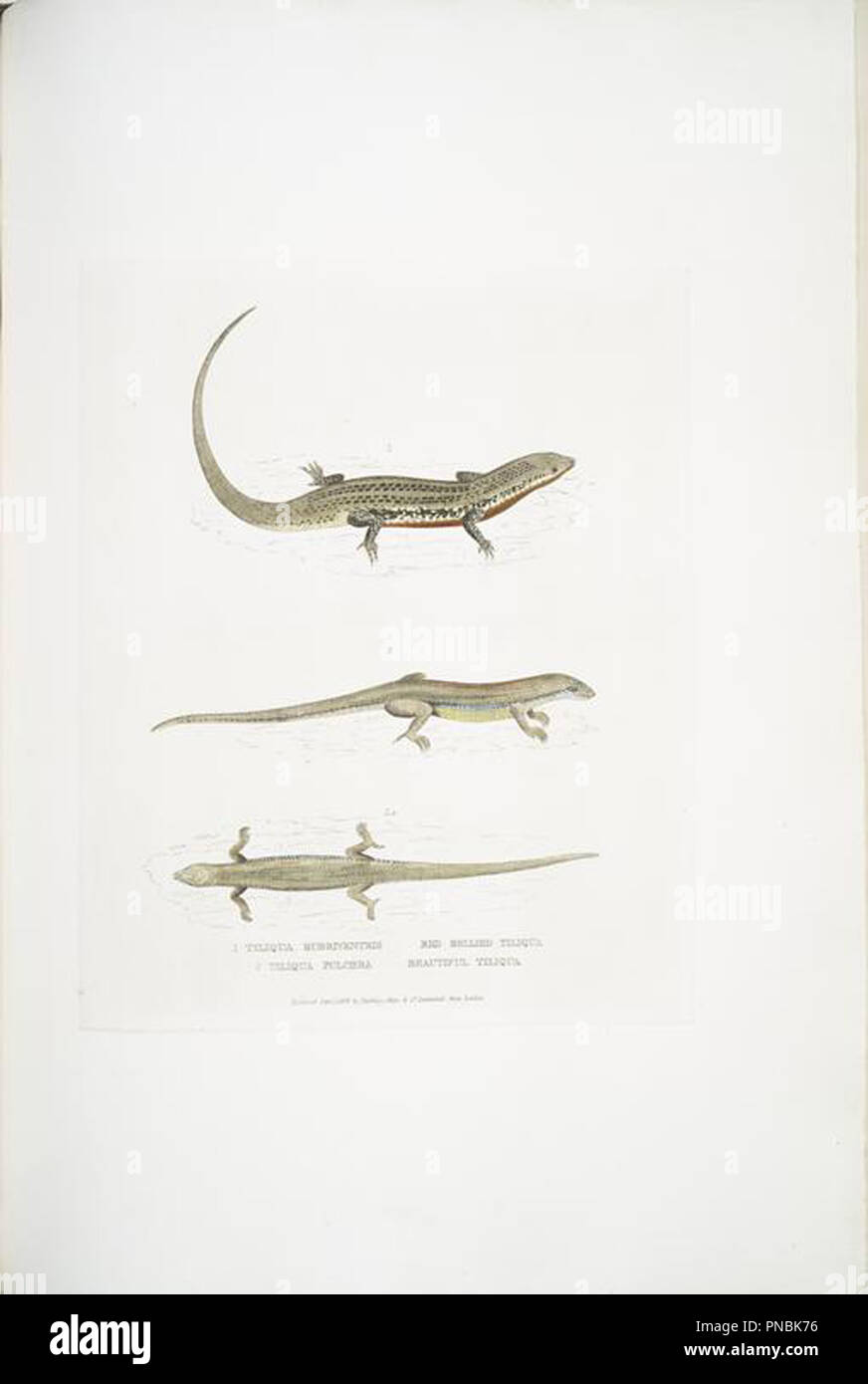 Hand Painted Lizard High Resolution Stock Photography and Images - Alamy