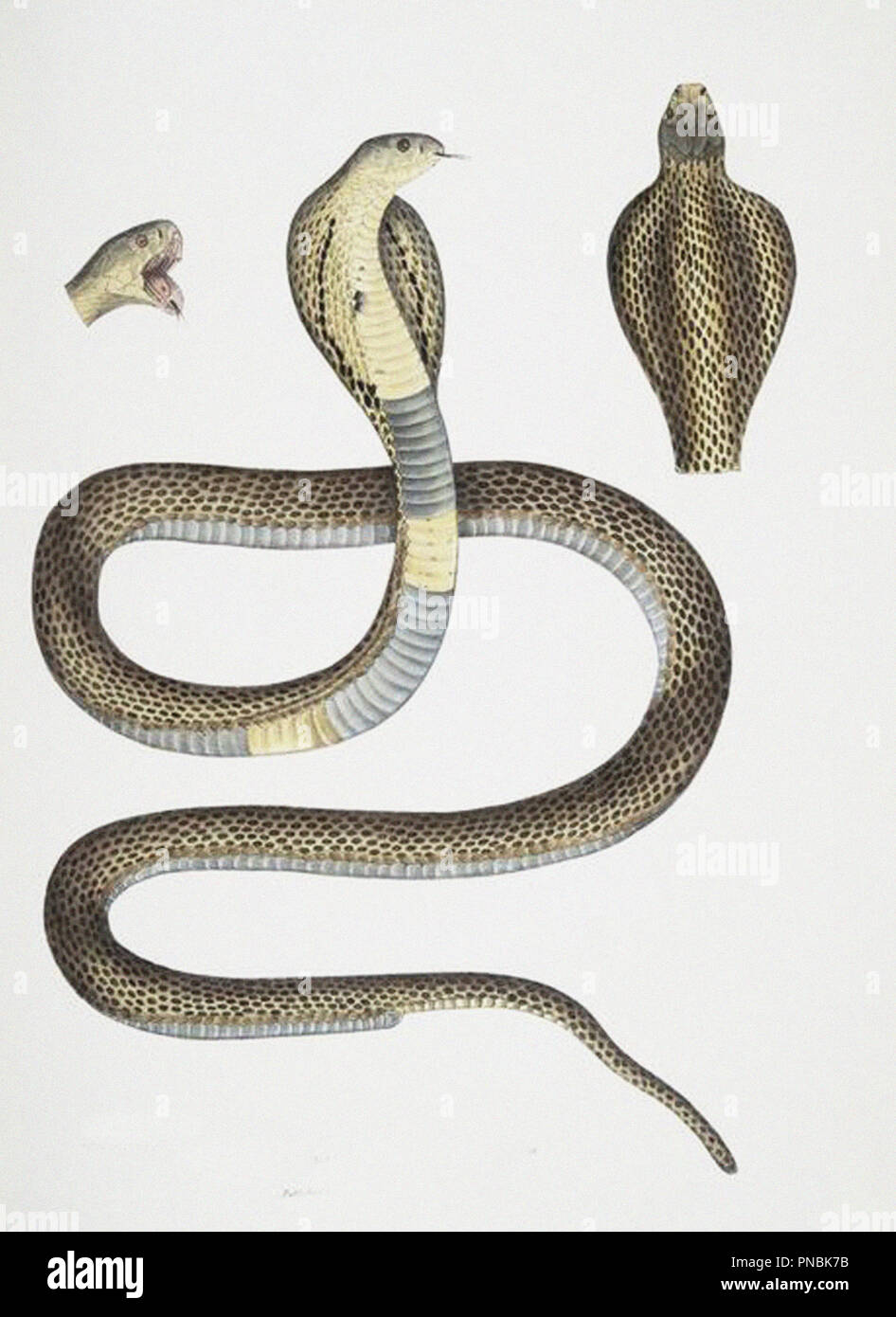 Vintage Snake Illustration High Resolution Stock Photography and Images ...