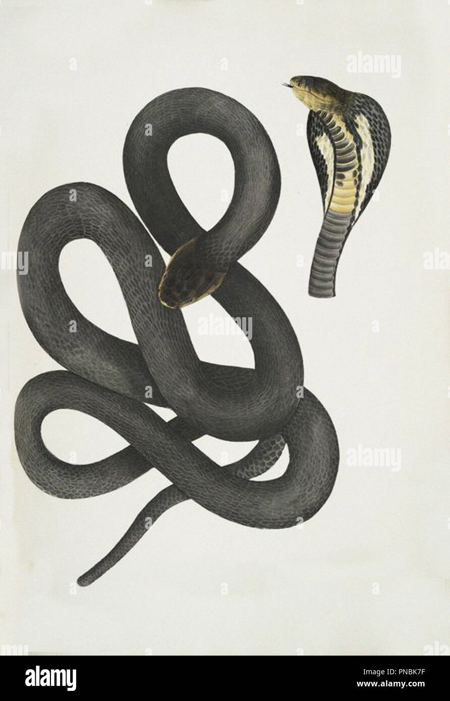 Vintage Snake Illustration High Resolution Stock Photography and Images ...