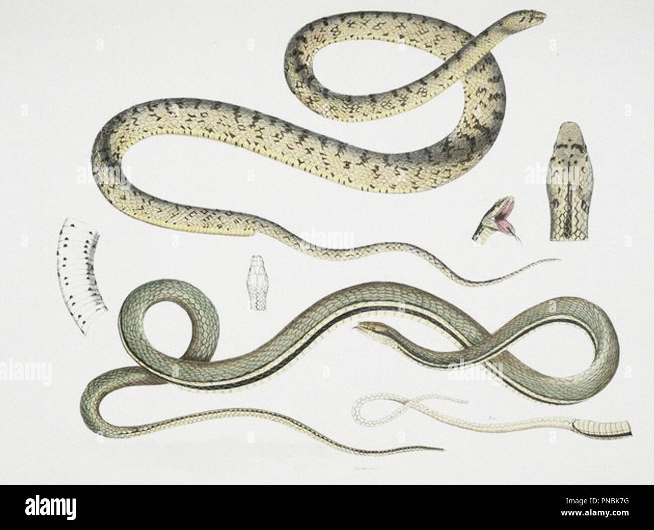 Vintage Snake Illustration High Resolution Stock Photography and Images ...