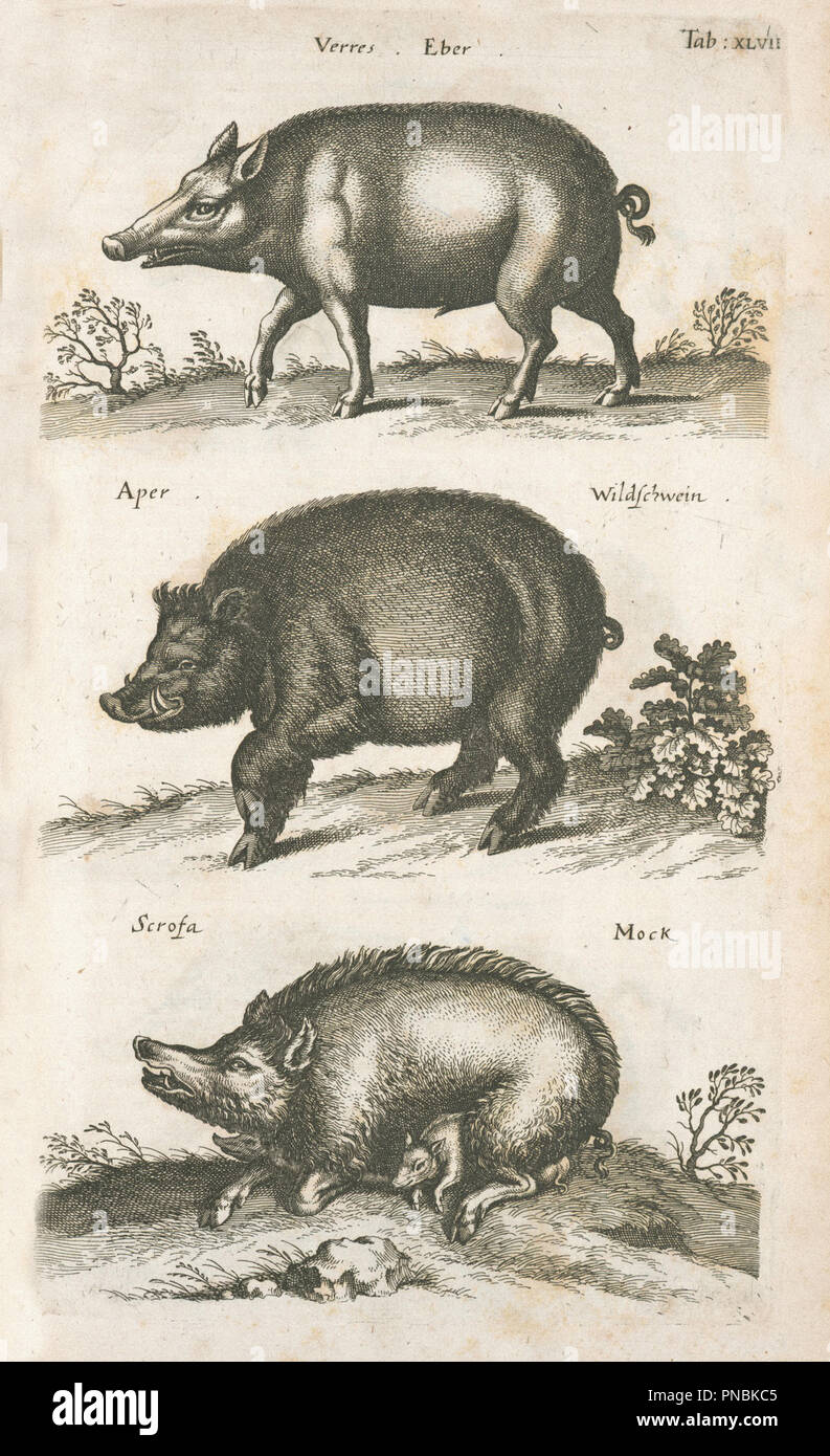 Vintage Pig Painting High Resolution Stock Photography and Images - Alamy
